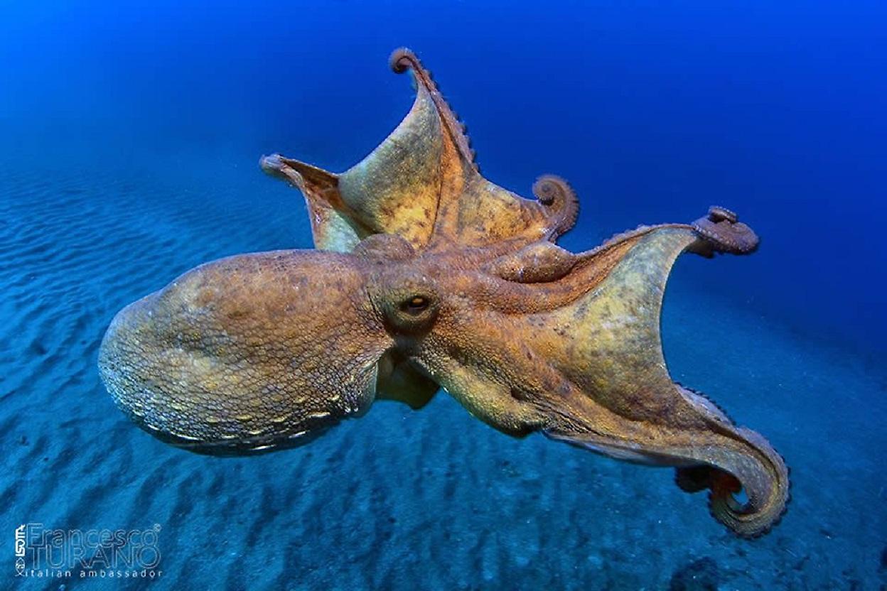 Anatomia Del Polpo Gigante Del Pacifico Polpo Di Mare: